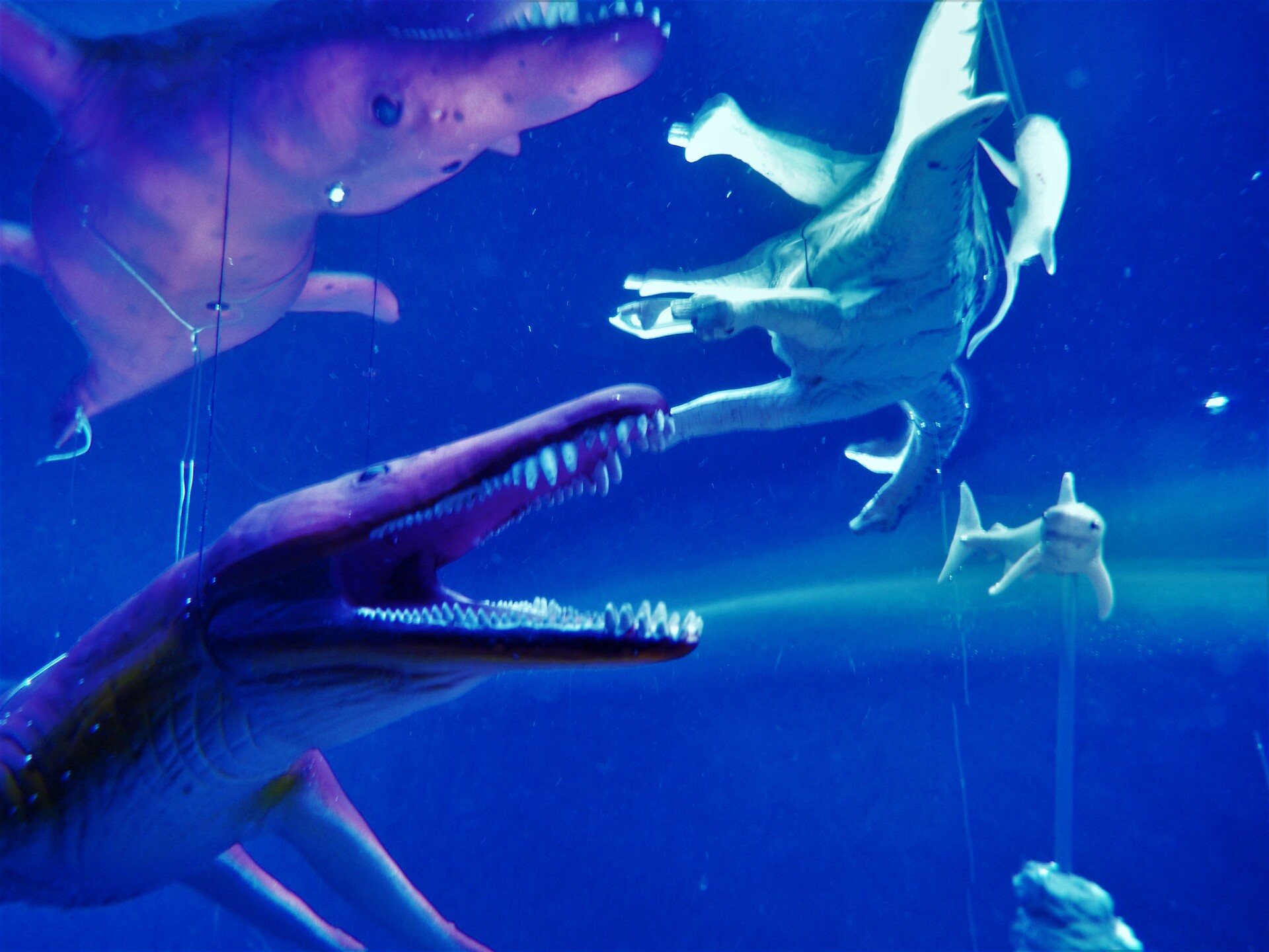 Jose R. Vazquez Rodriguez - South American Predator II