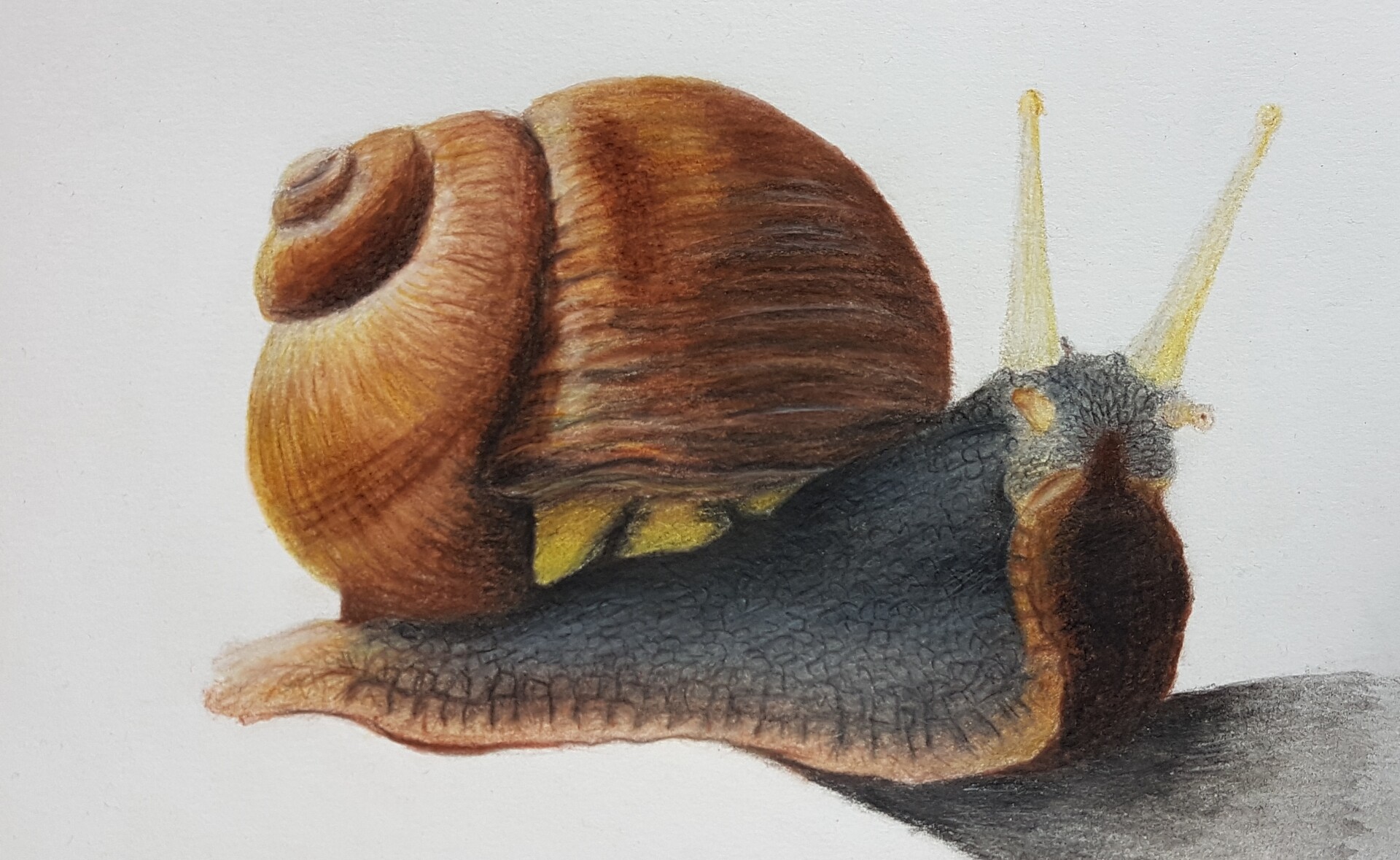 Realistic Snail Drawing