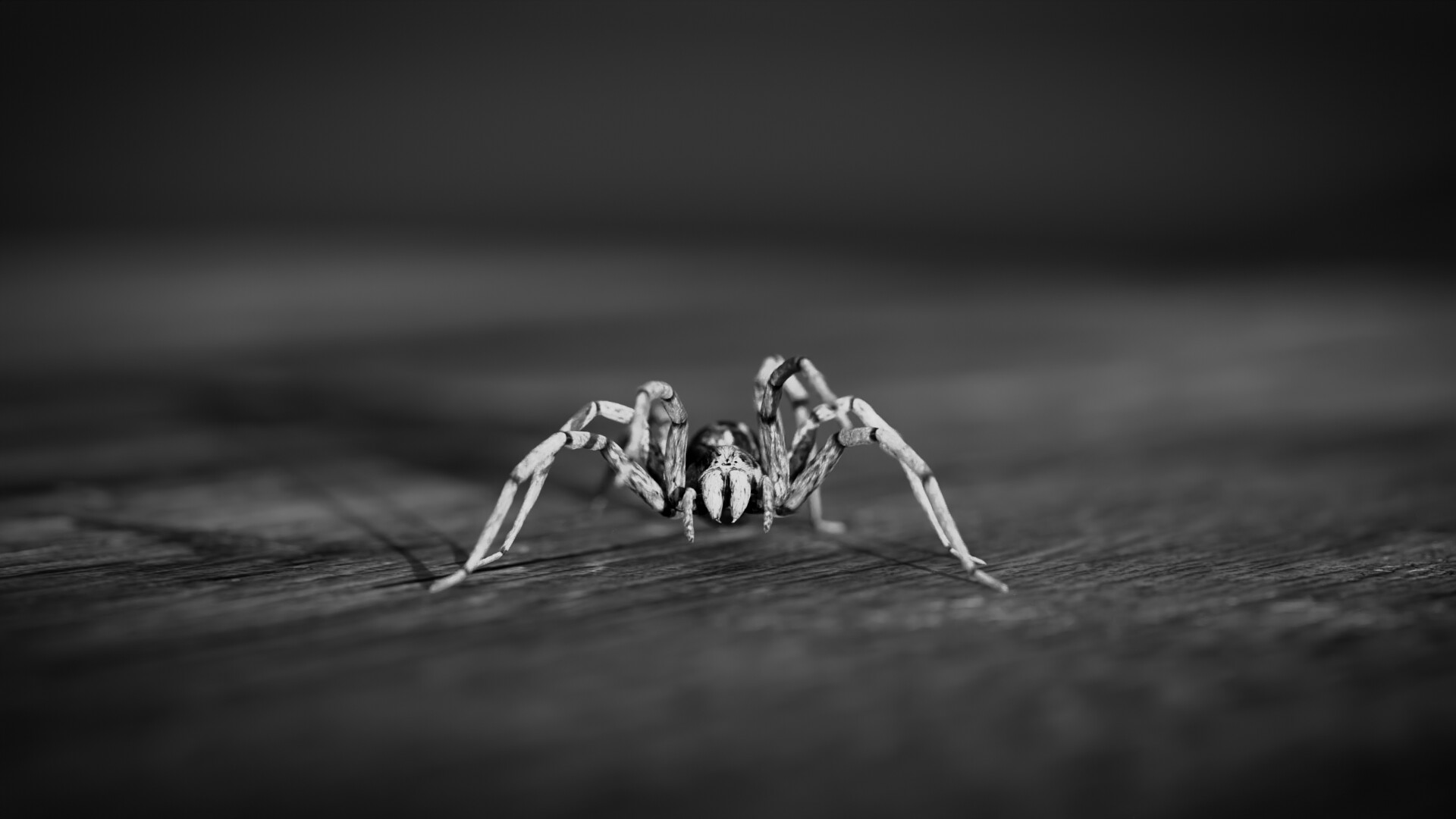 ArtStation - Wolf Spider