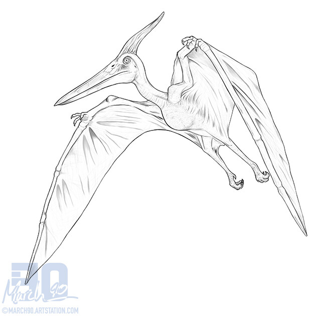 ArtStation - Pteranodon sketch