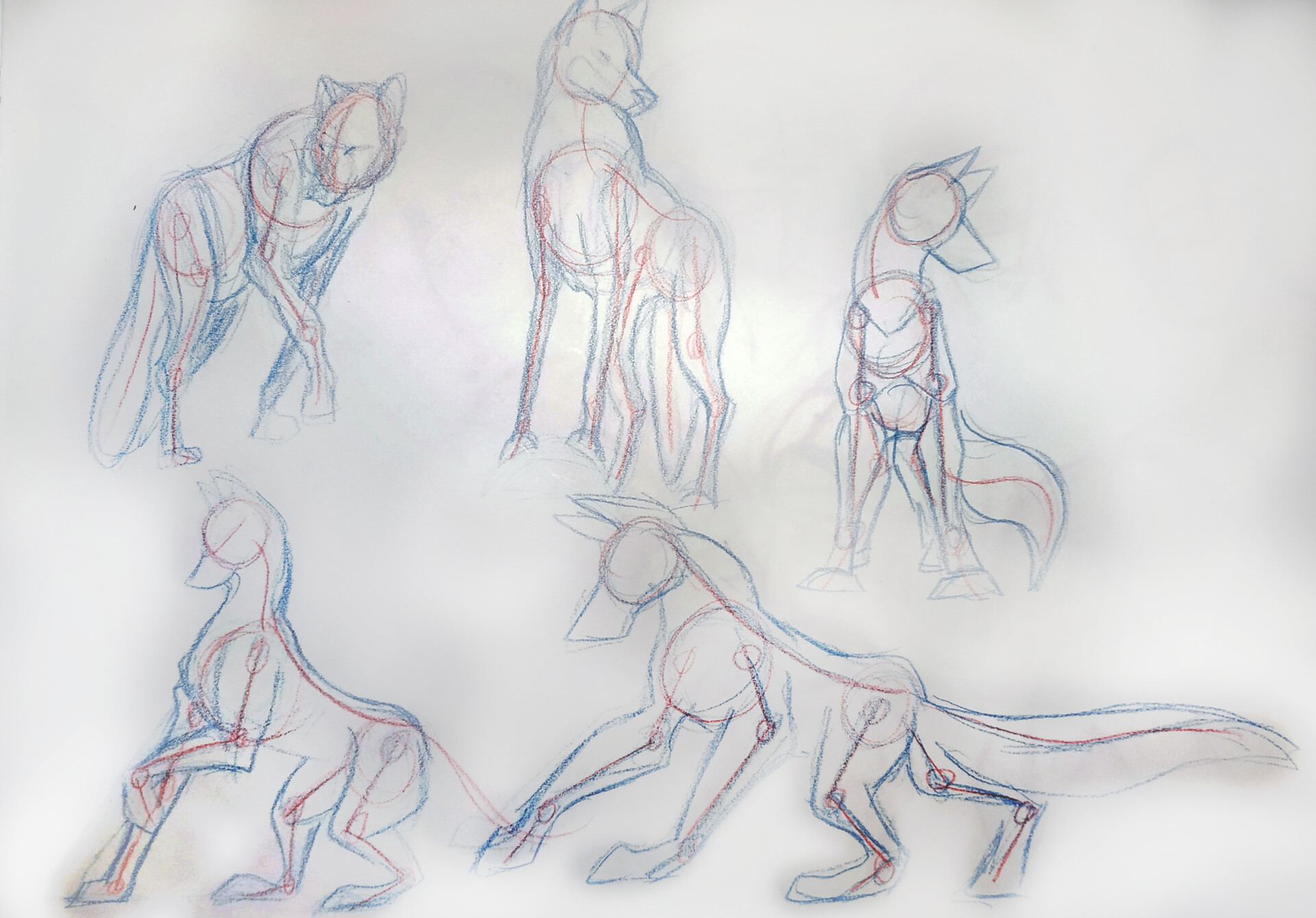 ArtStation - wolf study