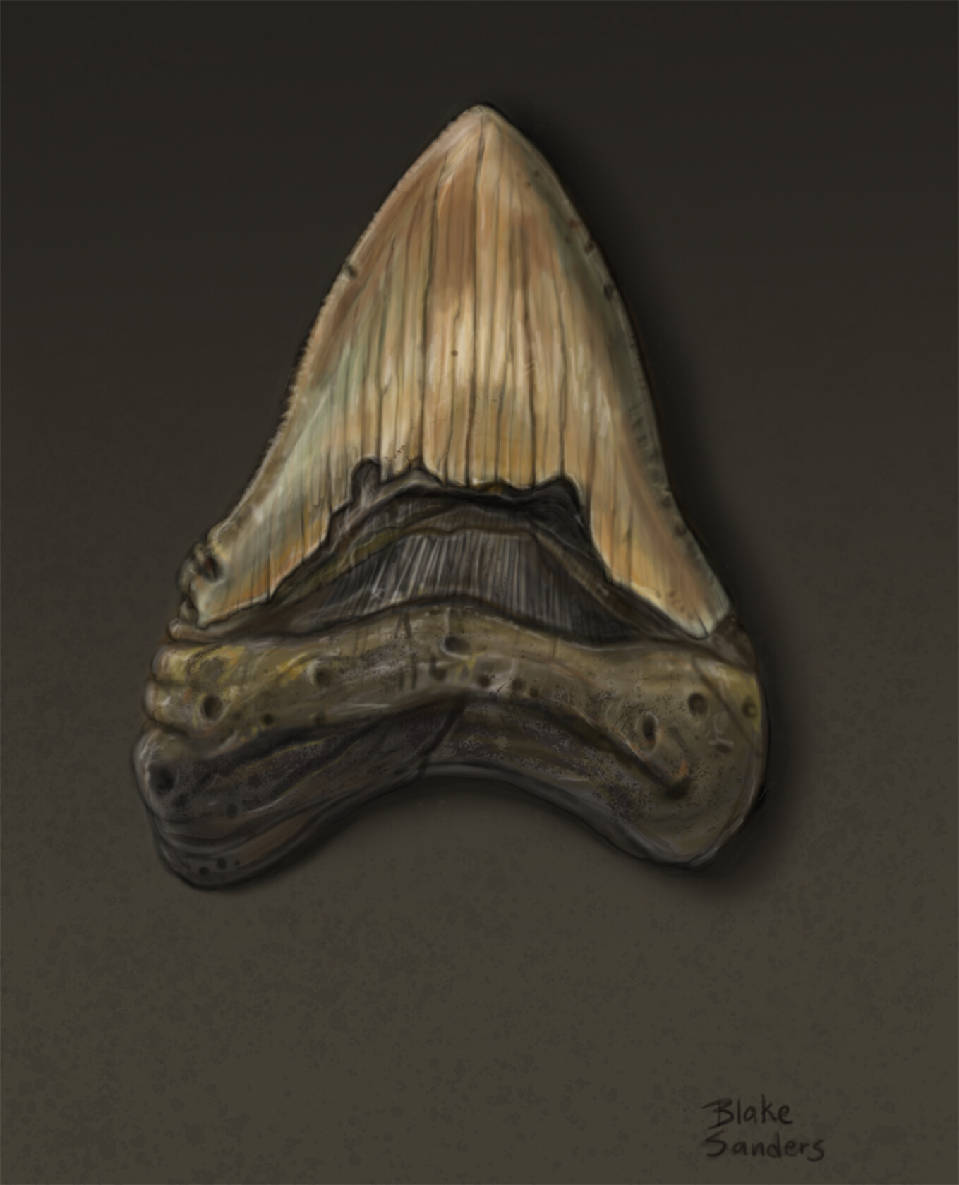 ArtStation - Megalodon Tooth Study