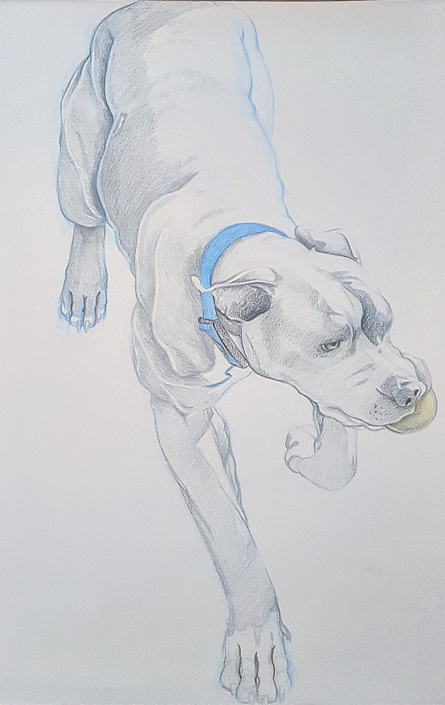 Saby - Animal Drawing Final Works 2020