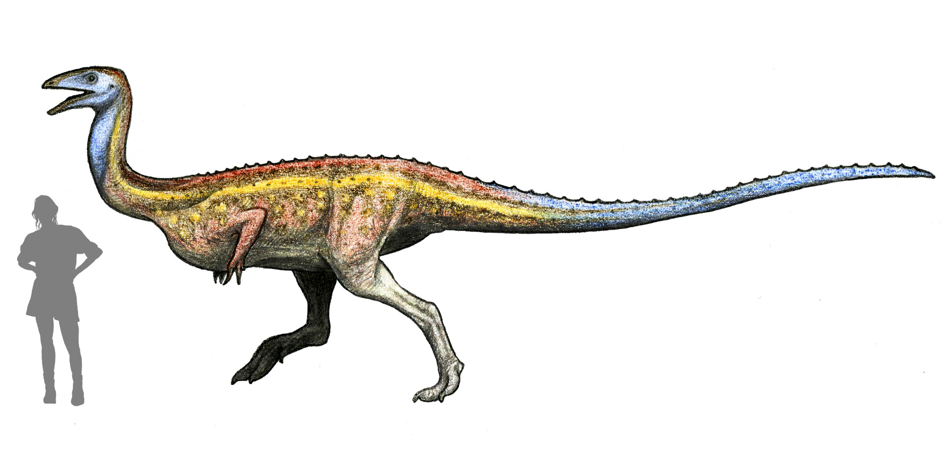 Tom Parker - Delta Runner