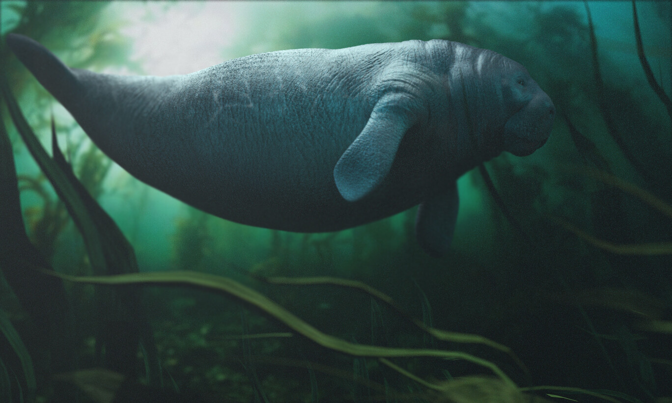 ArtStation - Manatee