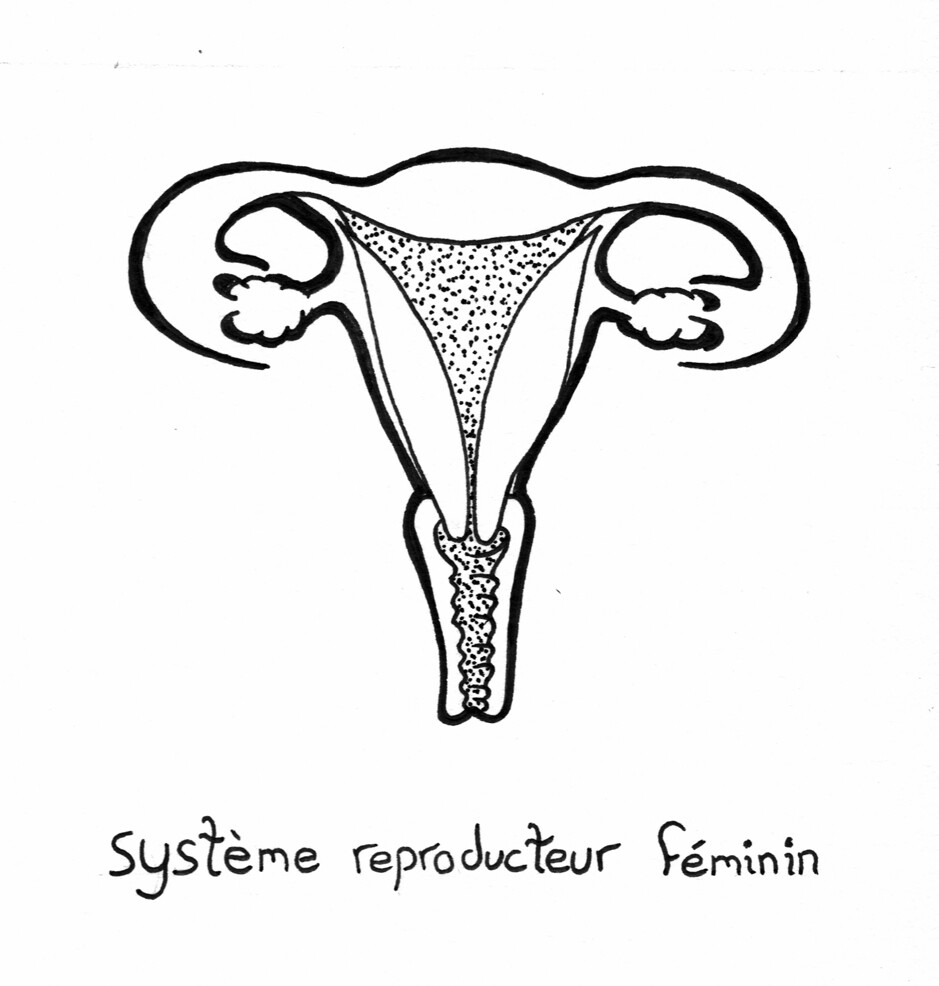 vulva coloring pages