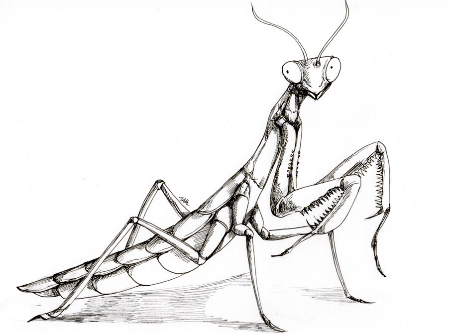 How To Draw A Praying Mantis