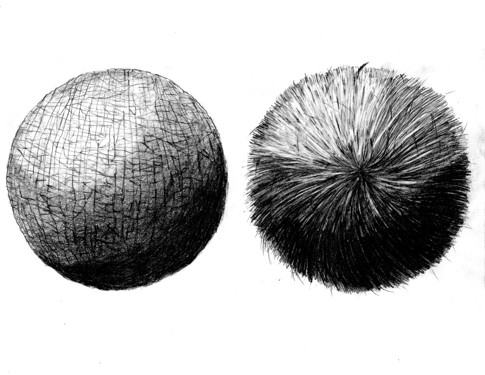 Animal Textures Drawing