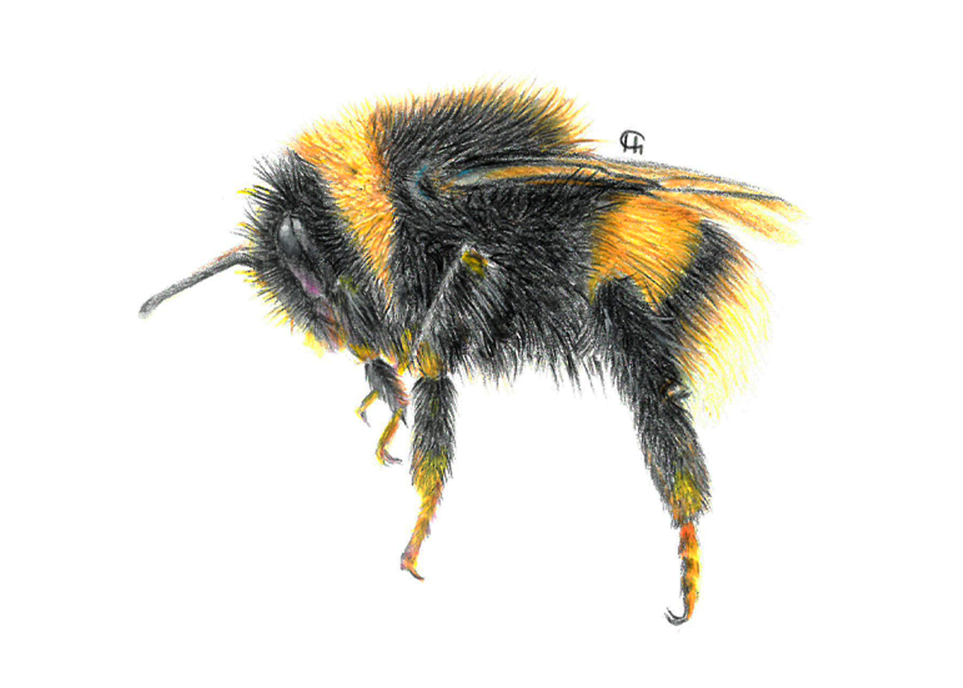 ArtStation - Traditional Colour Pencil Bee