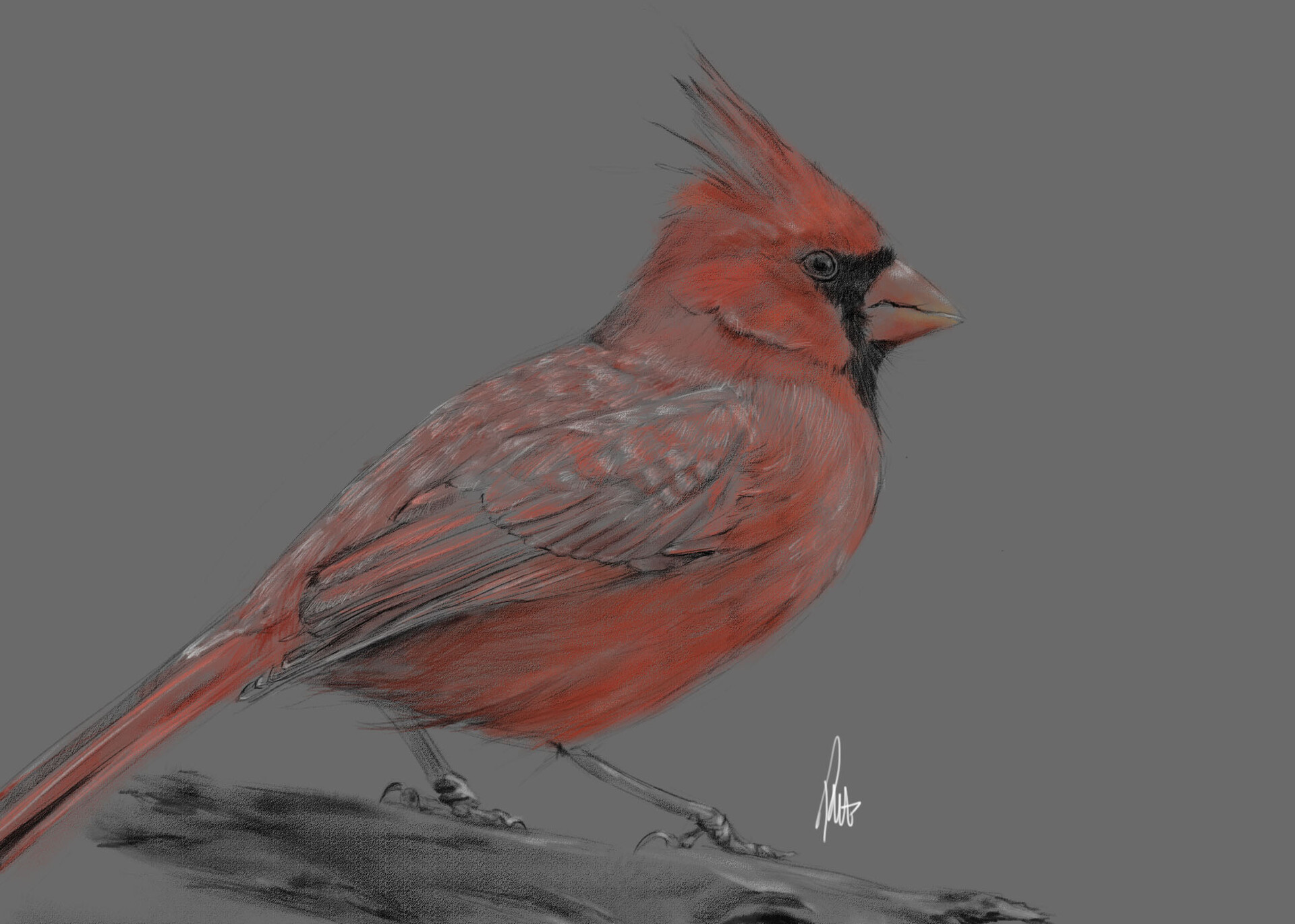 ArtStation - Red Cardinal