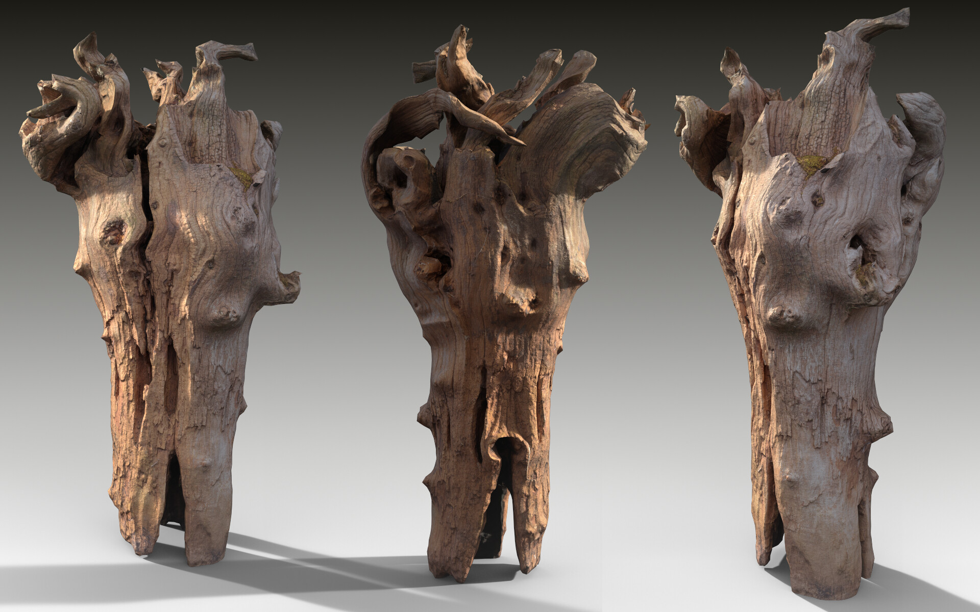 ArtStation - Twisted Tree Stump Scan