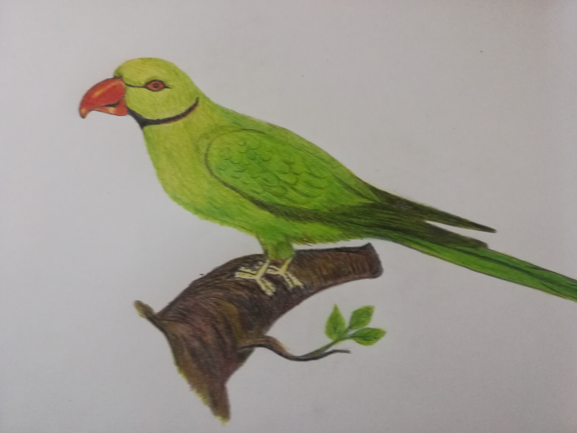 ArtStation - Parrot Using colour pencil