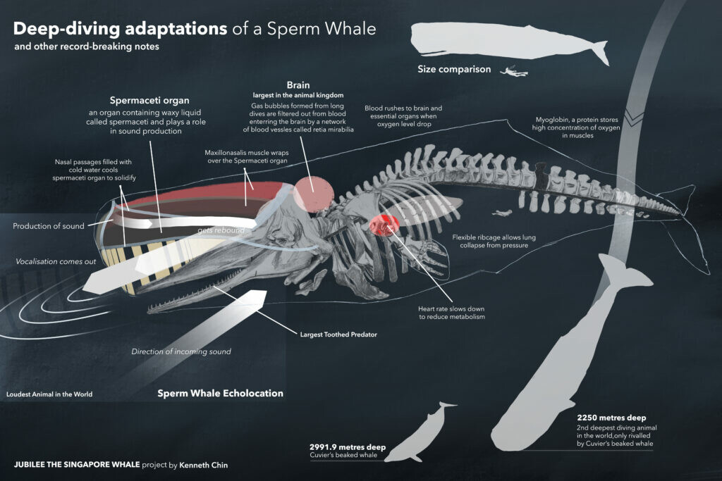 Kenneth Chin - Jubilee the Singapore Whale
