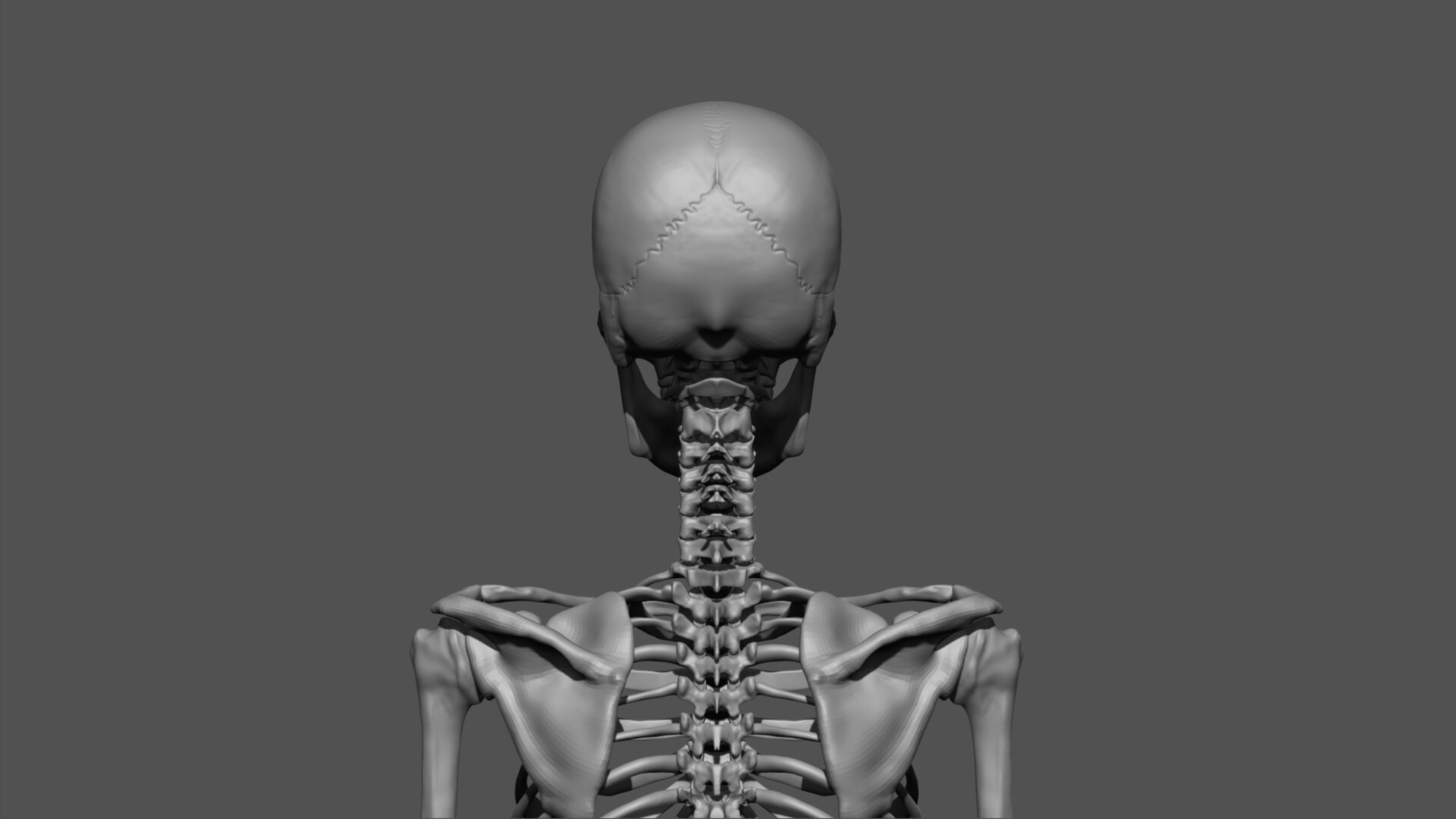 Miguel Soudjay - First step of human chest's anatomy study.