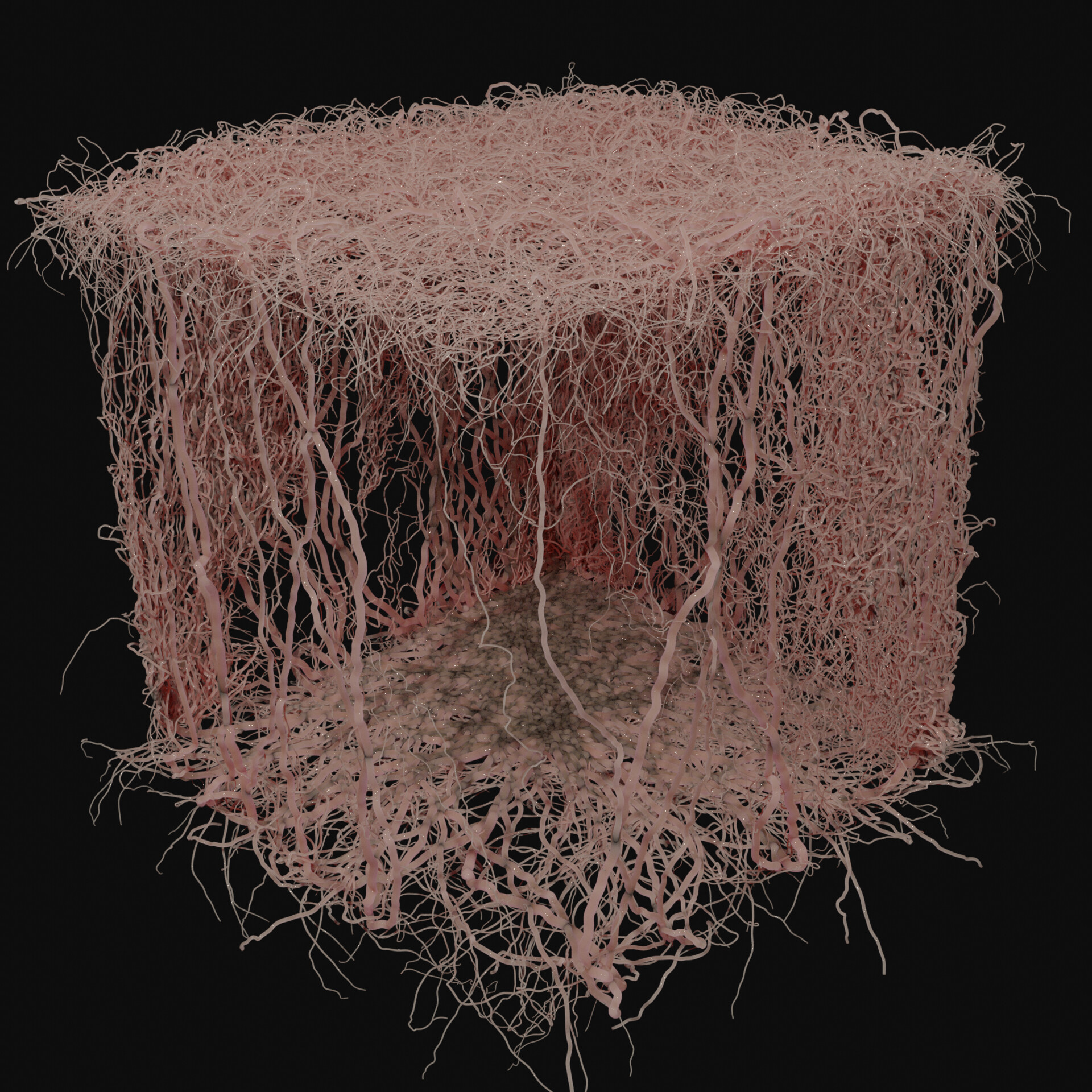 ArtStation - Mycelium