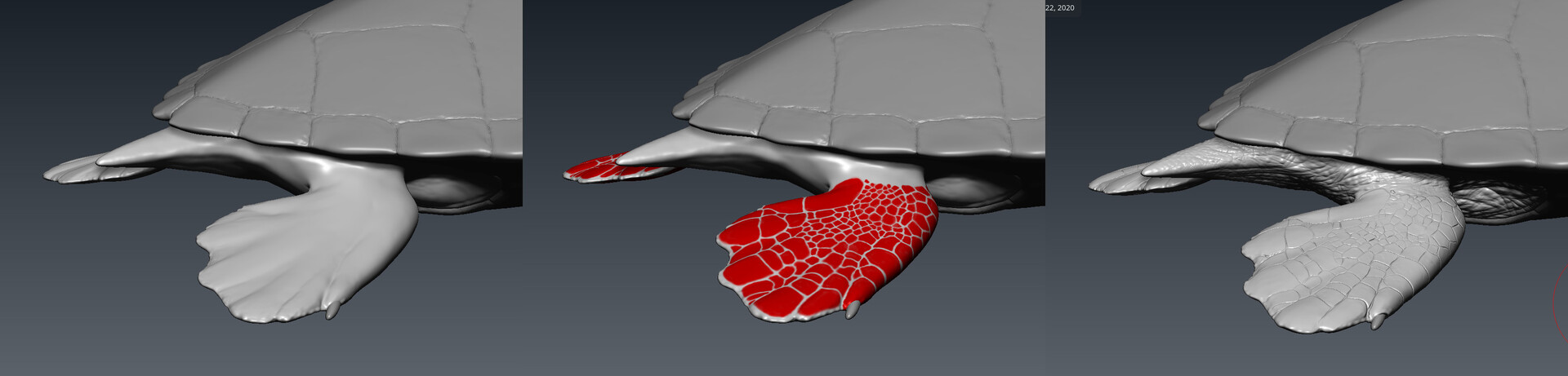 Samantha Rogers - Green Sea Turtle - Maneater