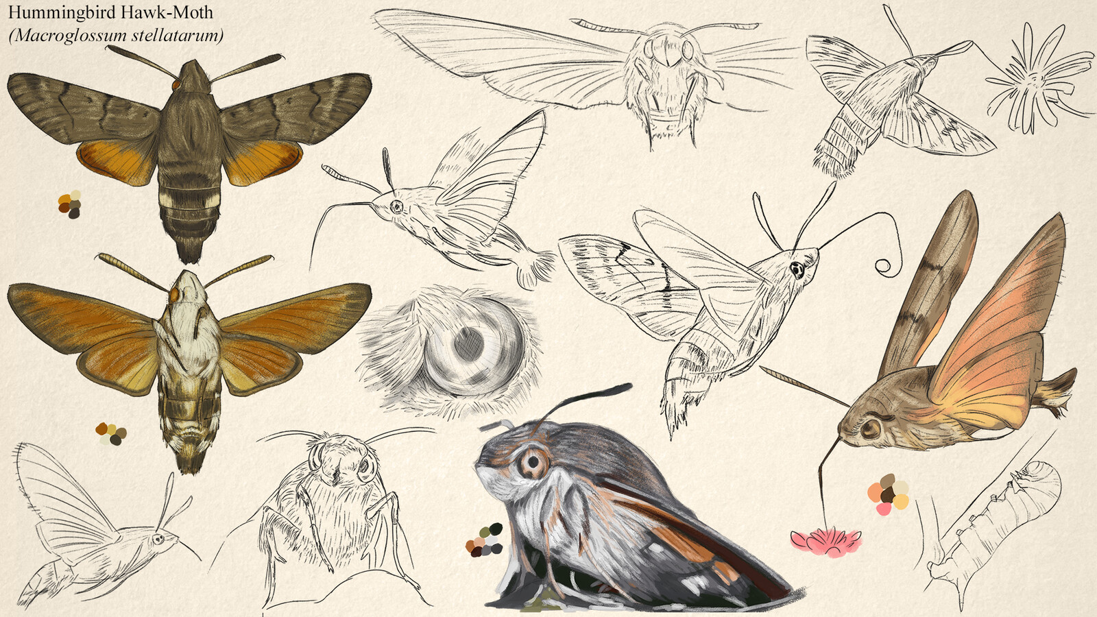 Adam _RL - Iris Hawk-Moth (Creature Concept)