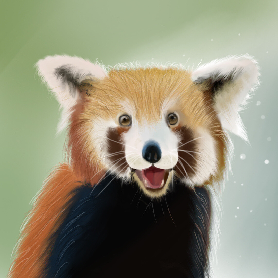 Hamran Raja - Red panda cutie