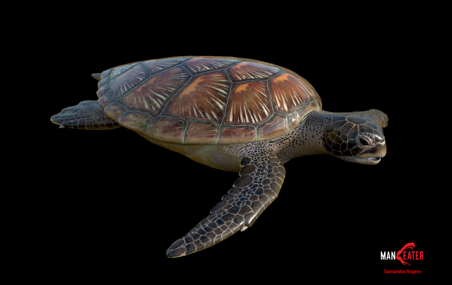 Samantha Rogers - Green Sea Turtle - Maneater