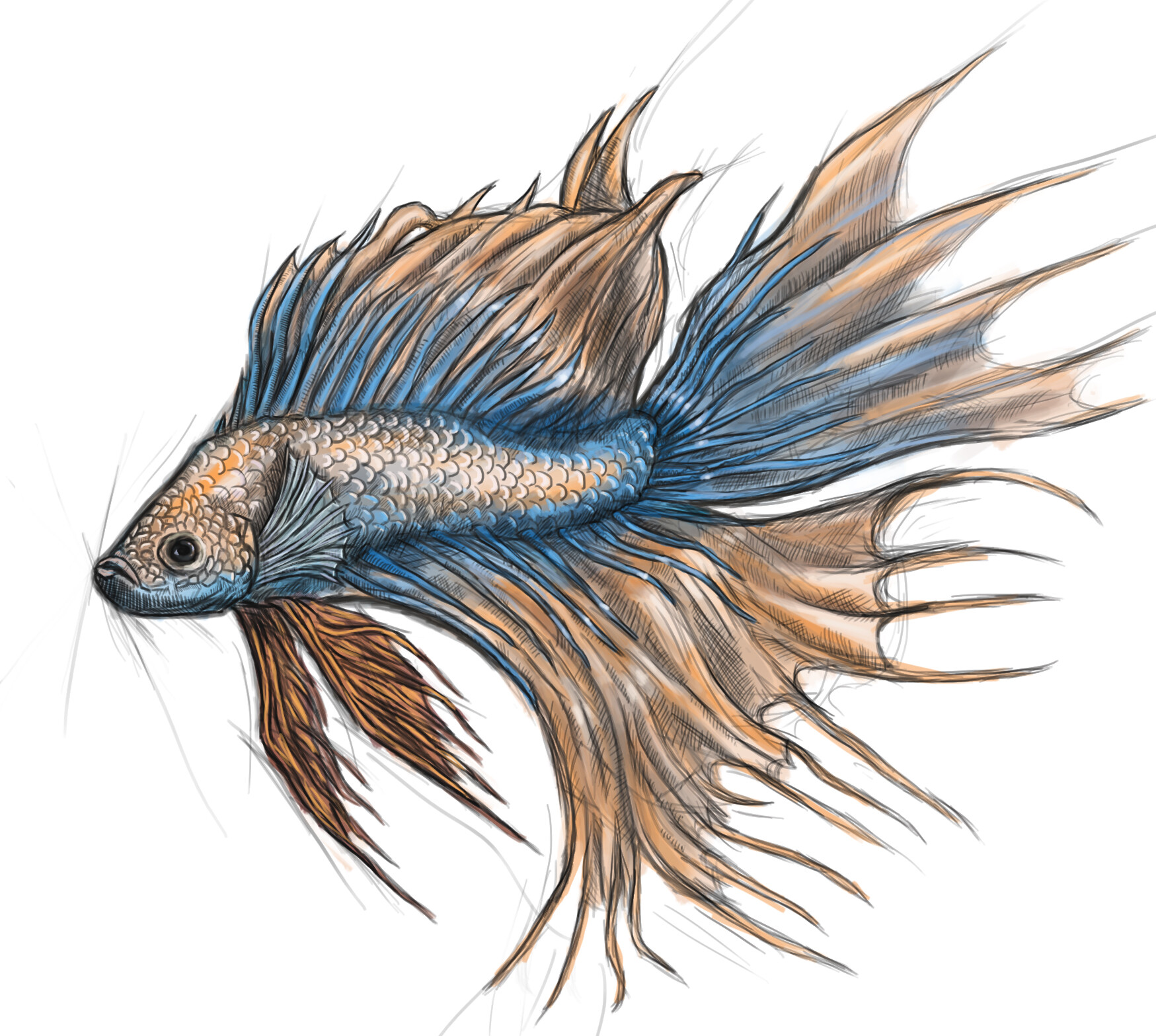 ArtStation - Betta Fish