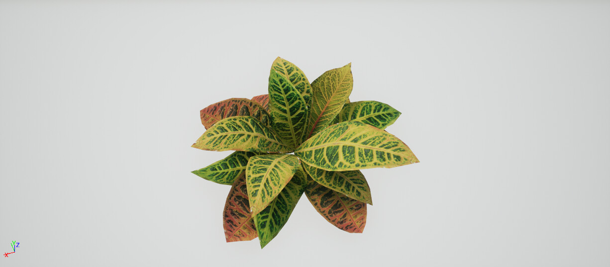 Jack Hocking - VR Foliage - Croton - Codiaeum variegatum sp