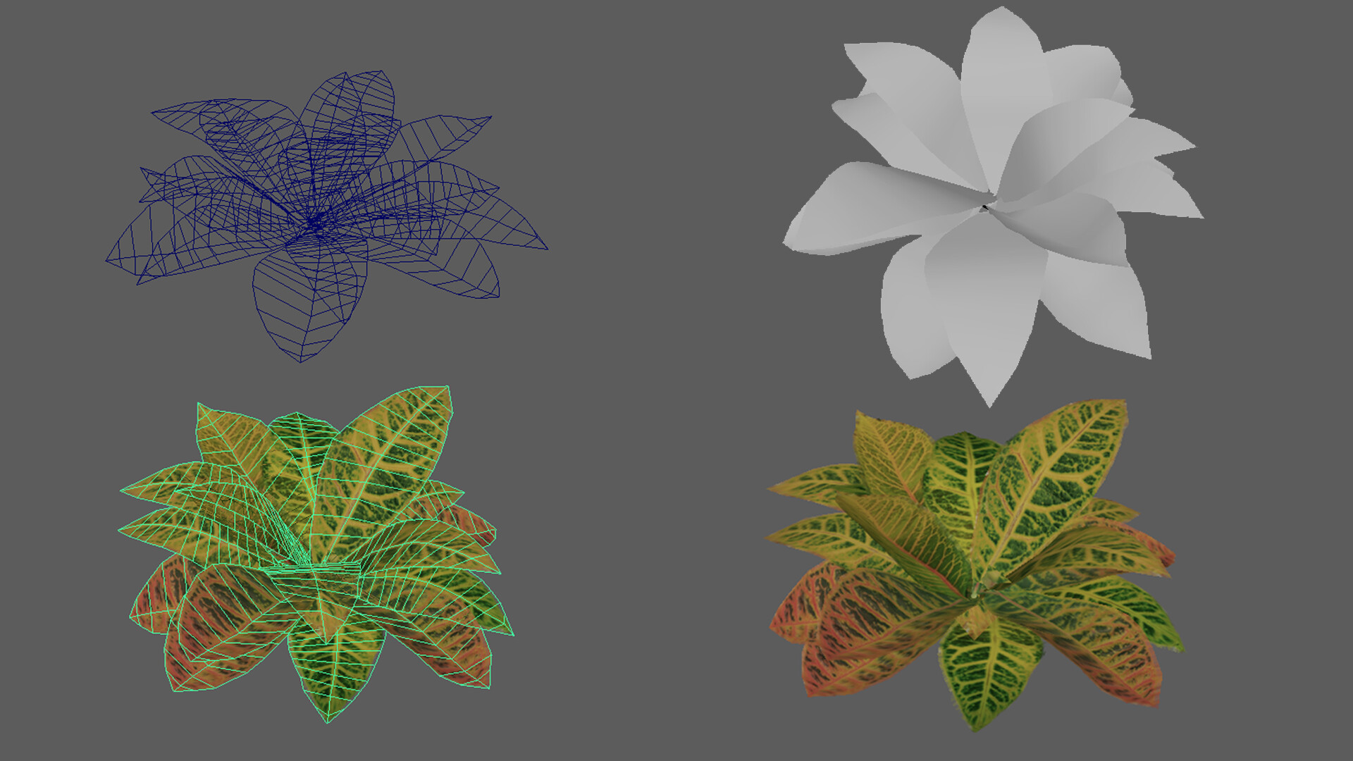 Jack Hocking - VR Foliage - Croton - Codiaeum variegatum sp