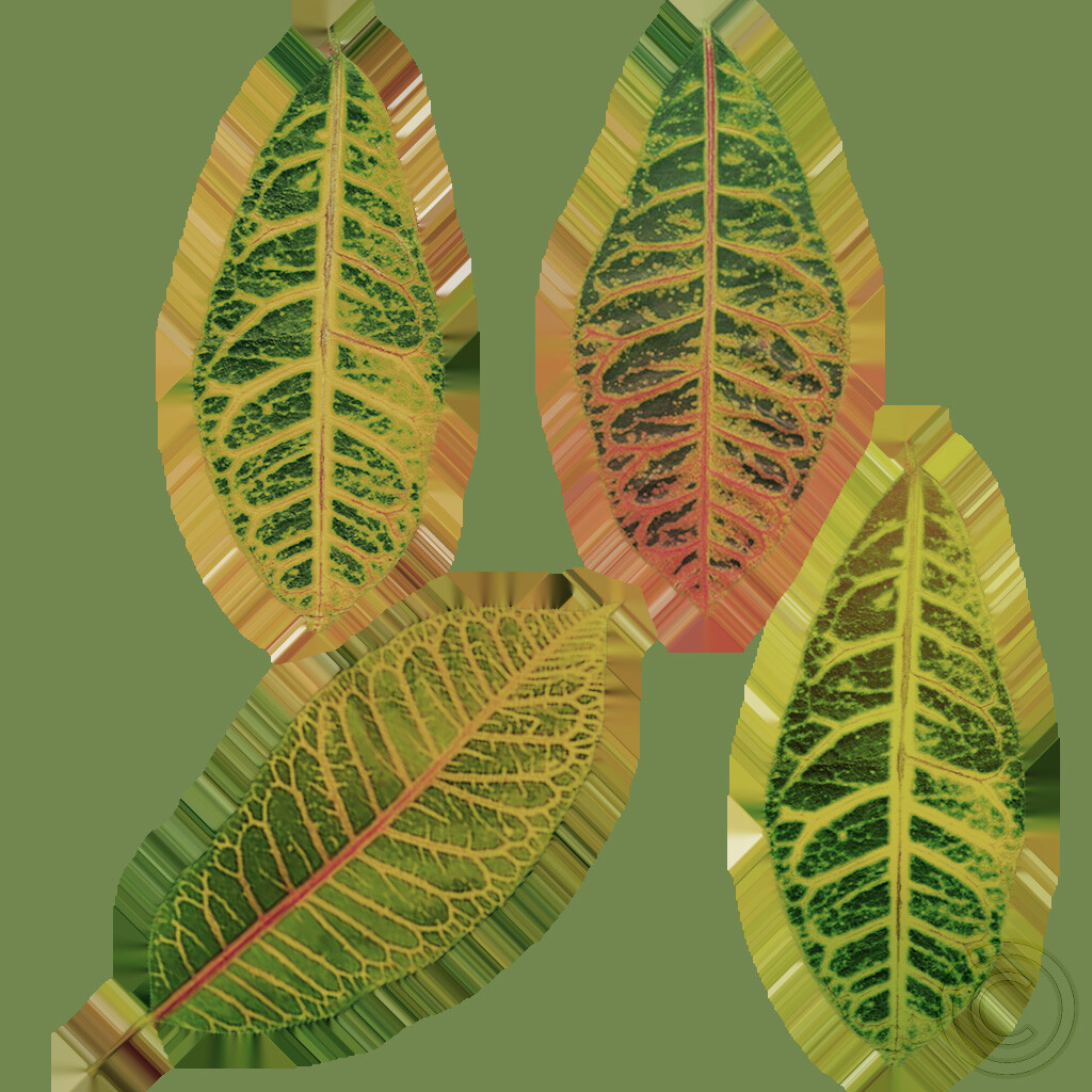 Jack Hocking - VR Foliage - Croton - Codiaeum variegatum sp