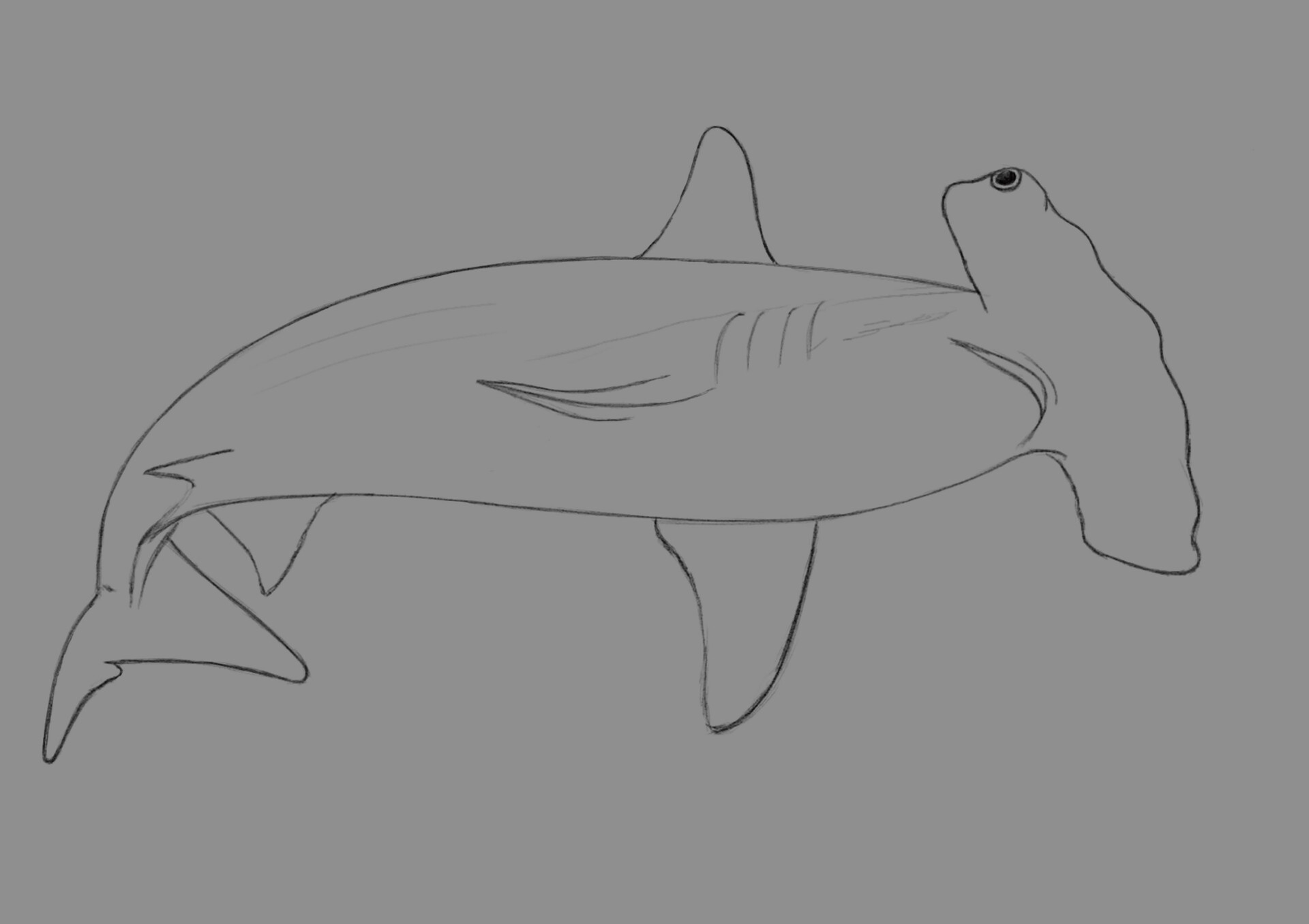hammerhead drawing easy