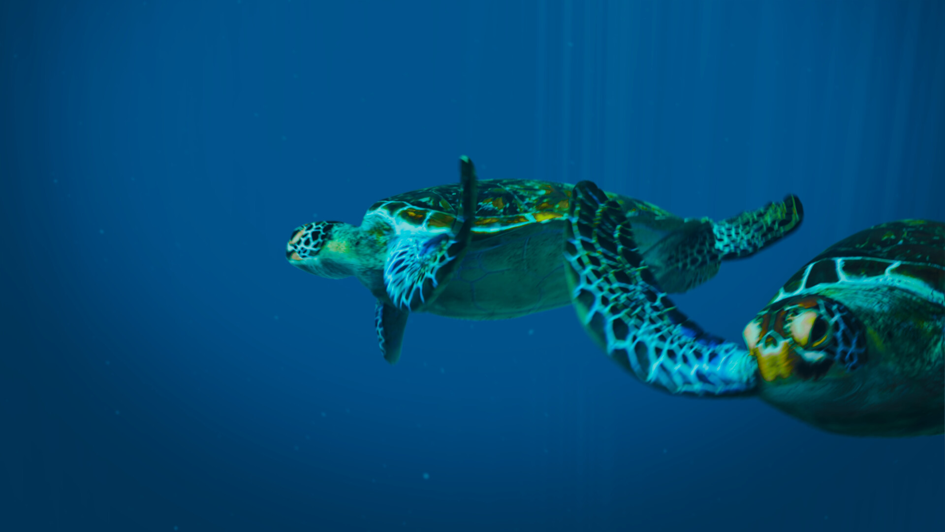 Rodrigo Braga - Deep to Reef / China