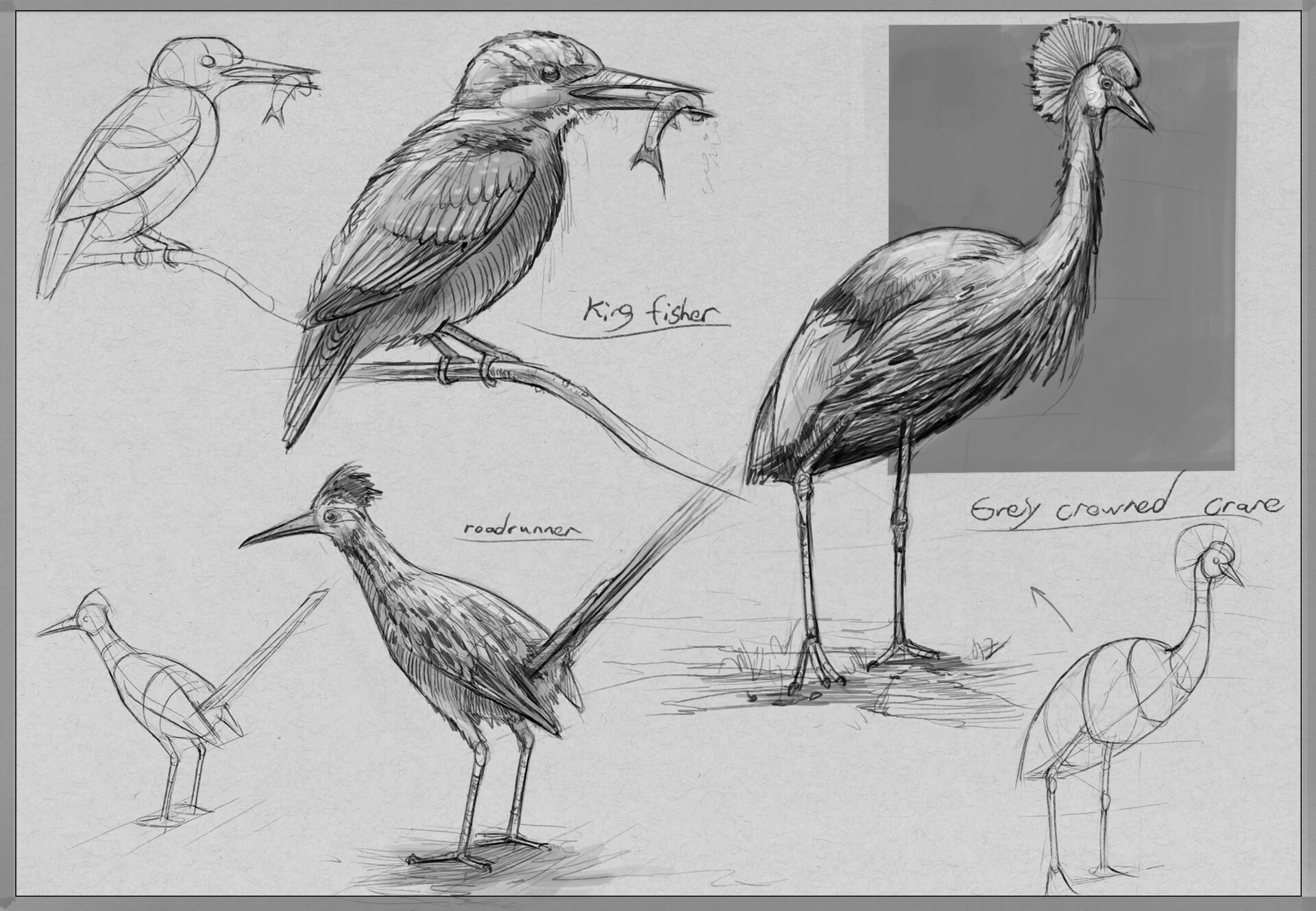 ArtStation - animal studies