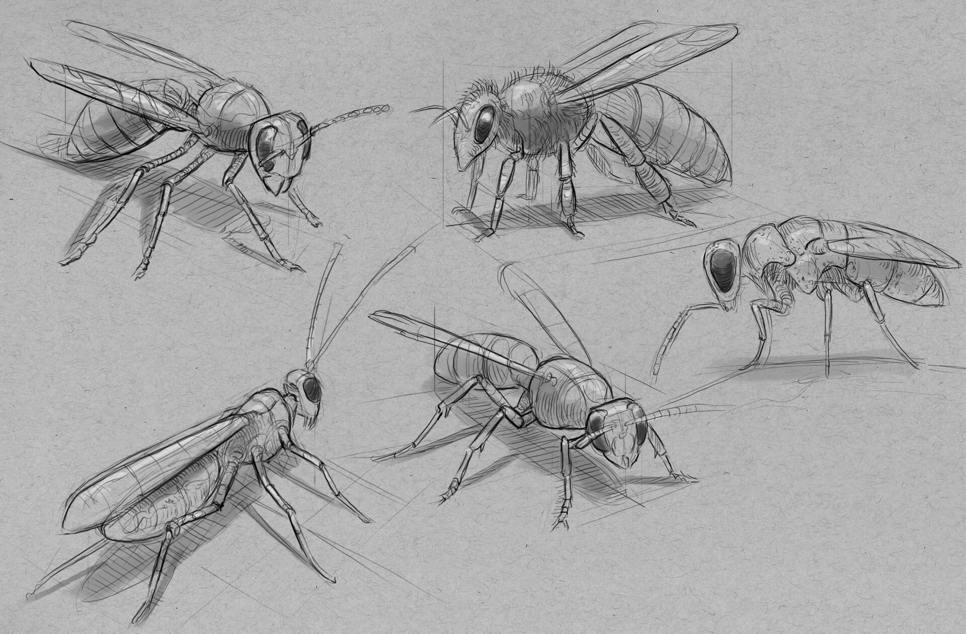 ArtStation - insect studies