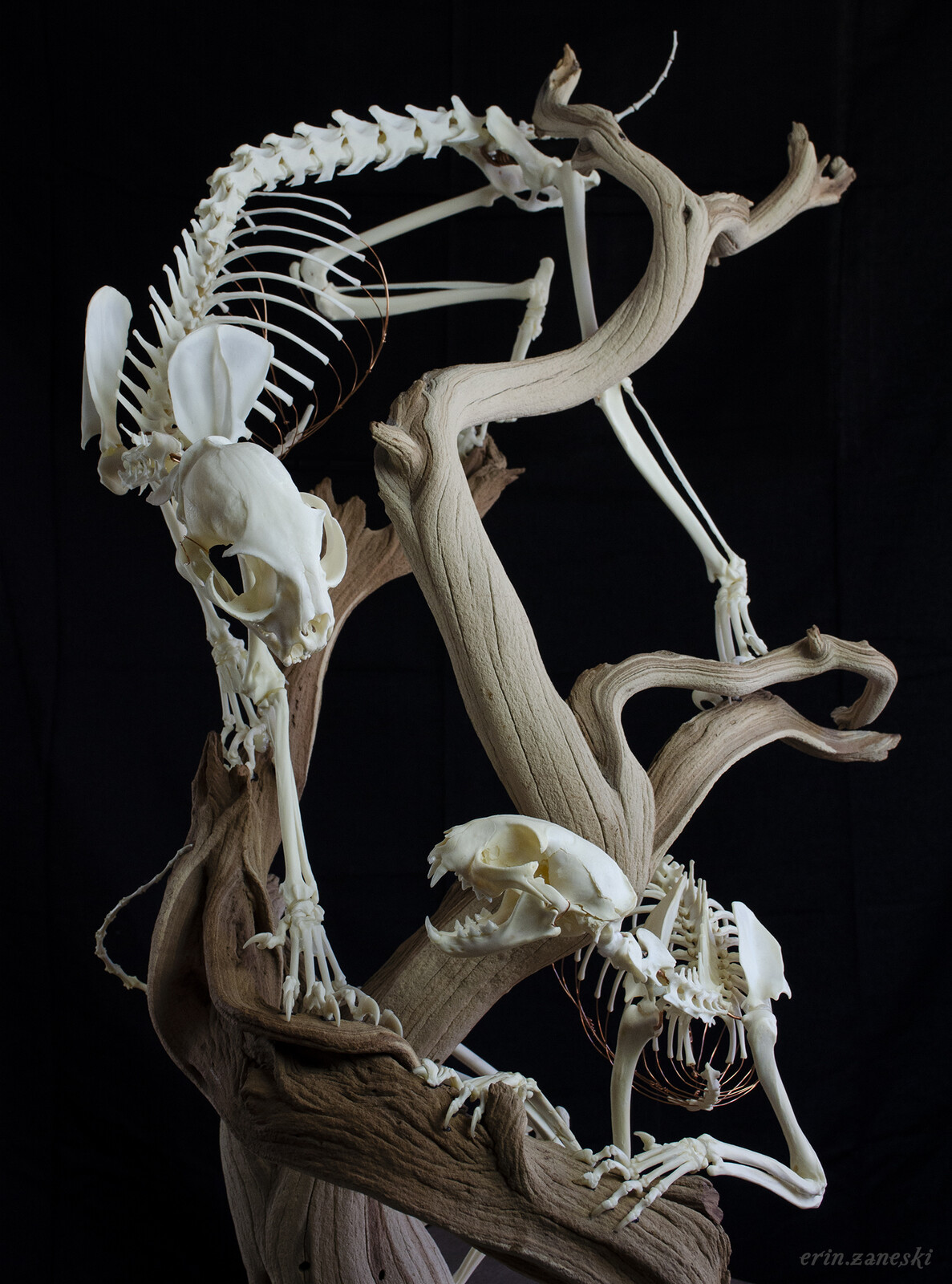 Erin Zaneski - Skeleton Articulation: Lynx rufus + Felis catus