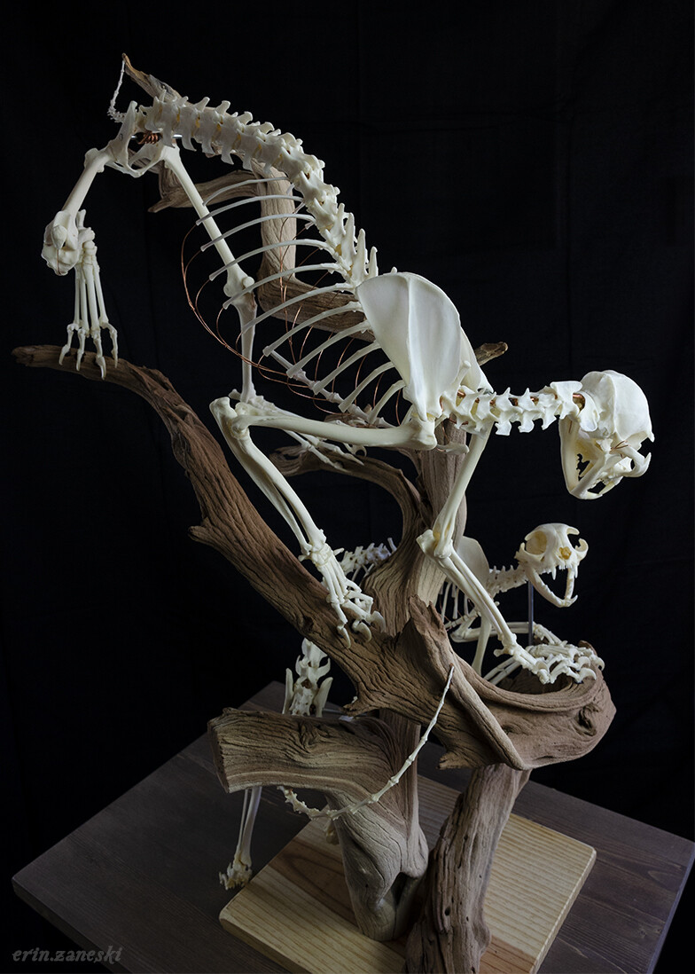 Erin Zaneski - Skeleton Articulation: Lynx rufus + Felis catus