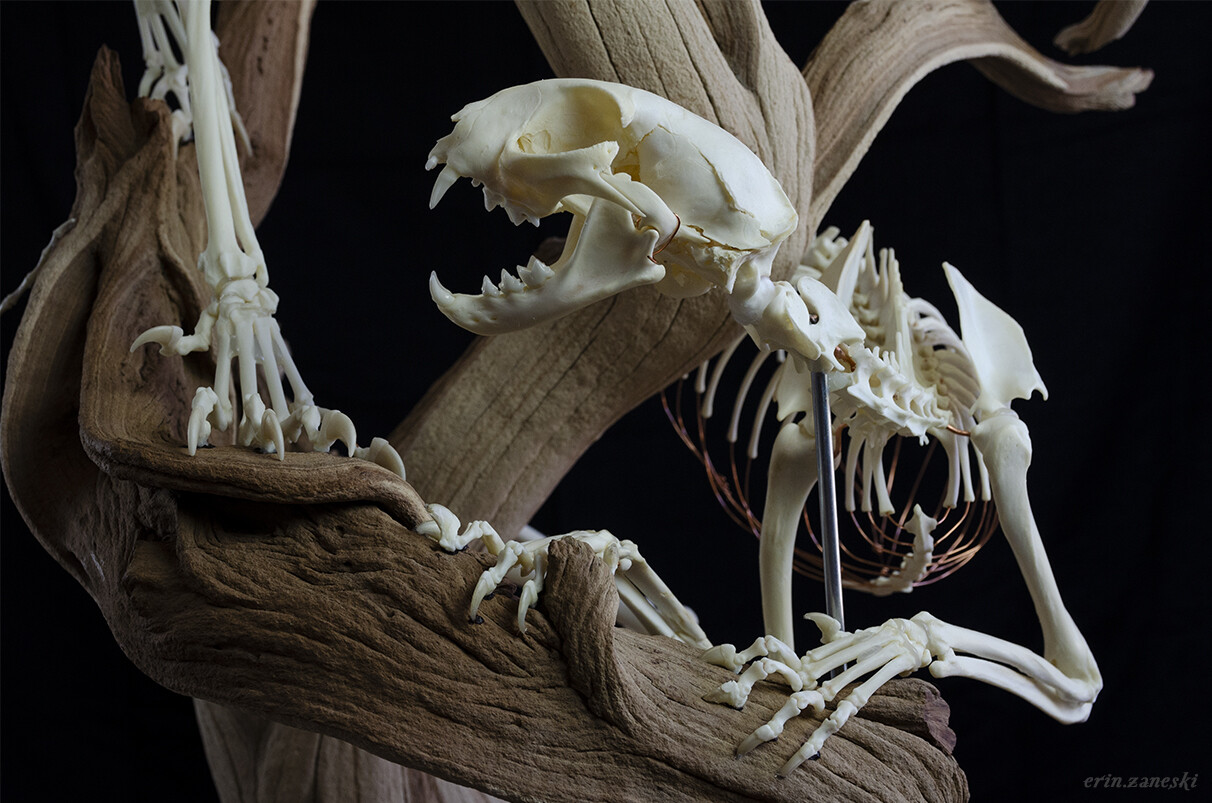 Erin Zaneski - Skeleton Articulation: Lynx rufus + Felis catus