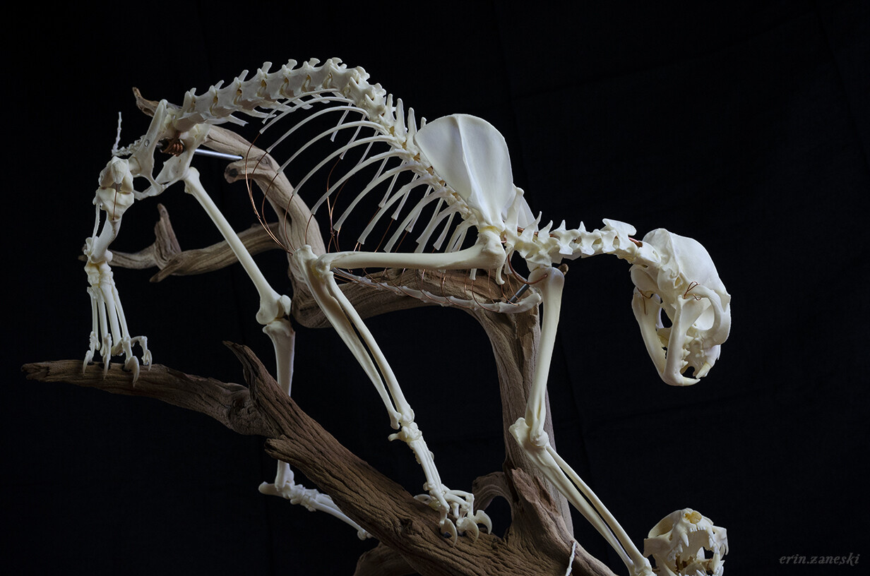 Erin Zaneski - Skeleton Articulation: Lynx rufus + Felis catus
