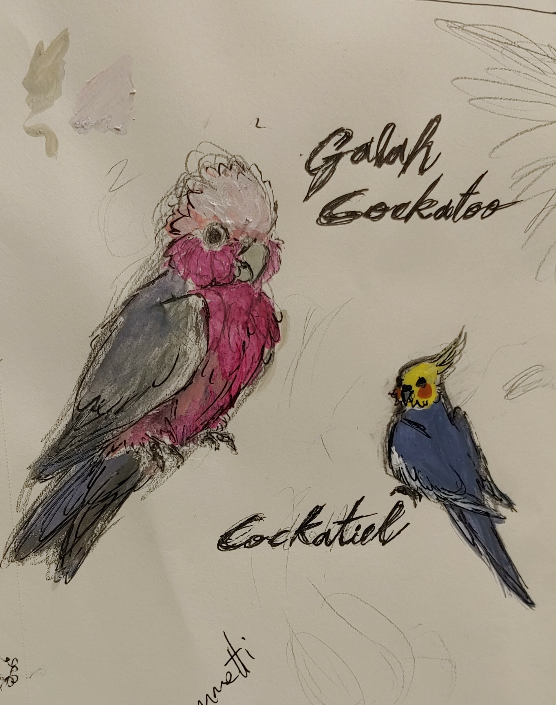 ArtStation - Galah and Cockatiel Sketch