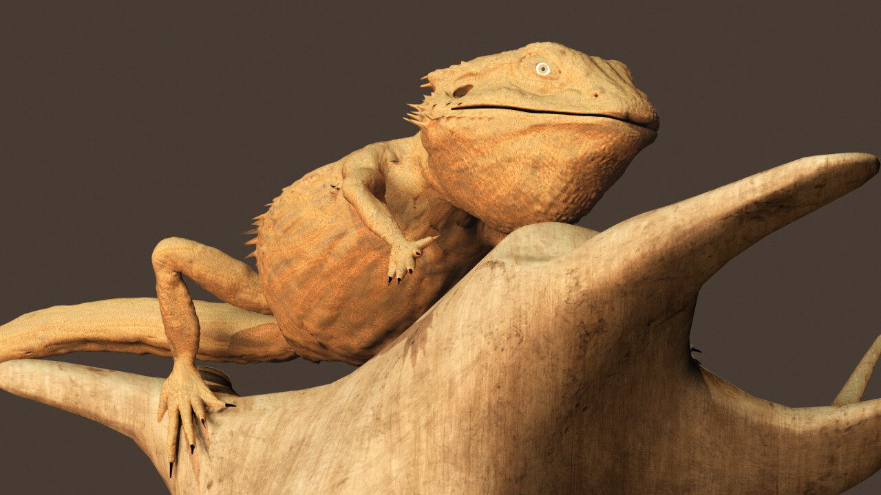 ArtStation - Bearded Dragon