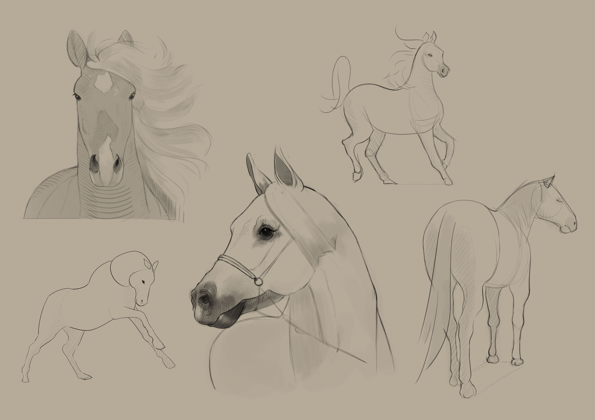 ArtStation - Animals Study