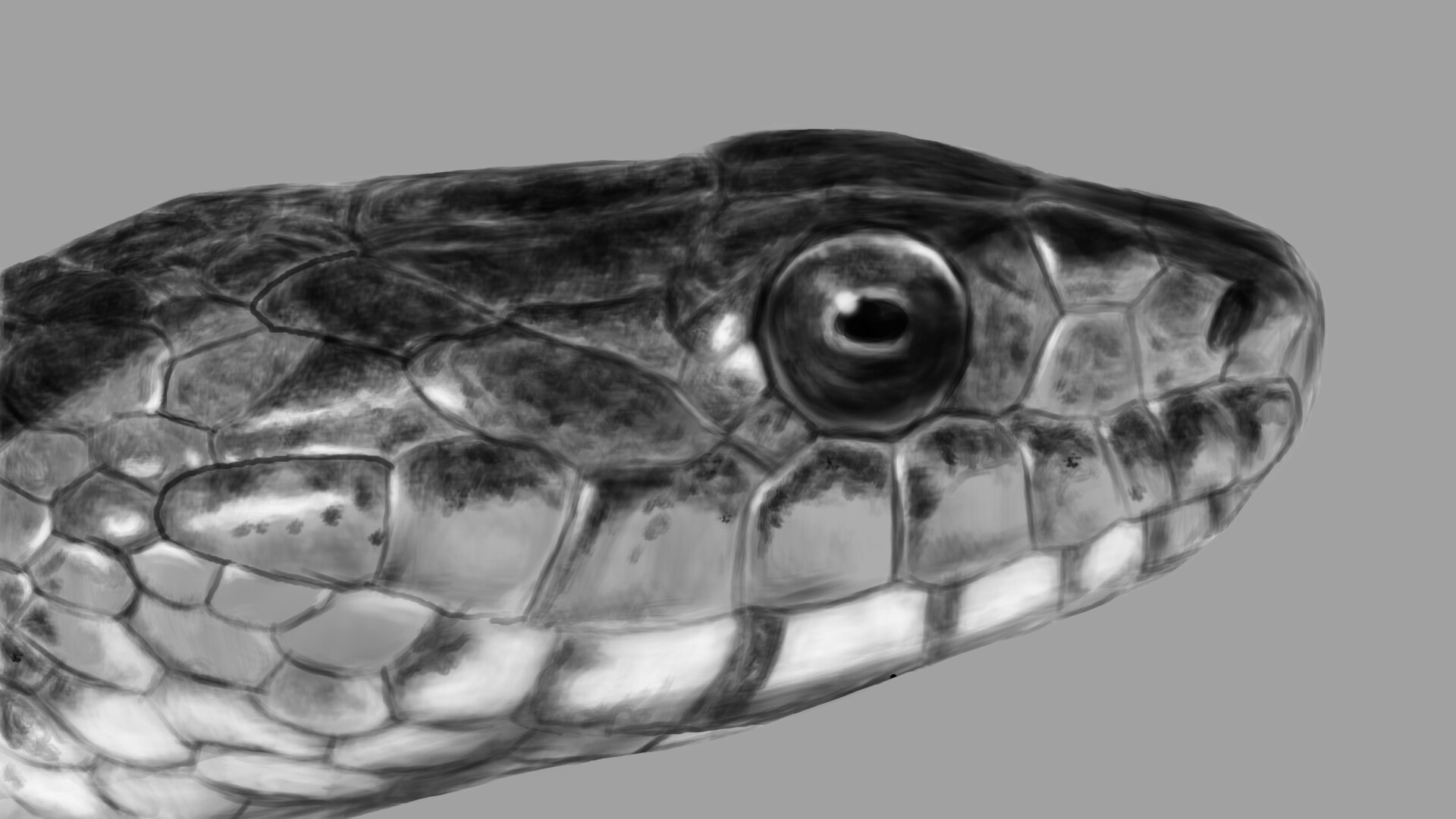 how to draw a water moccasin snake