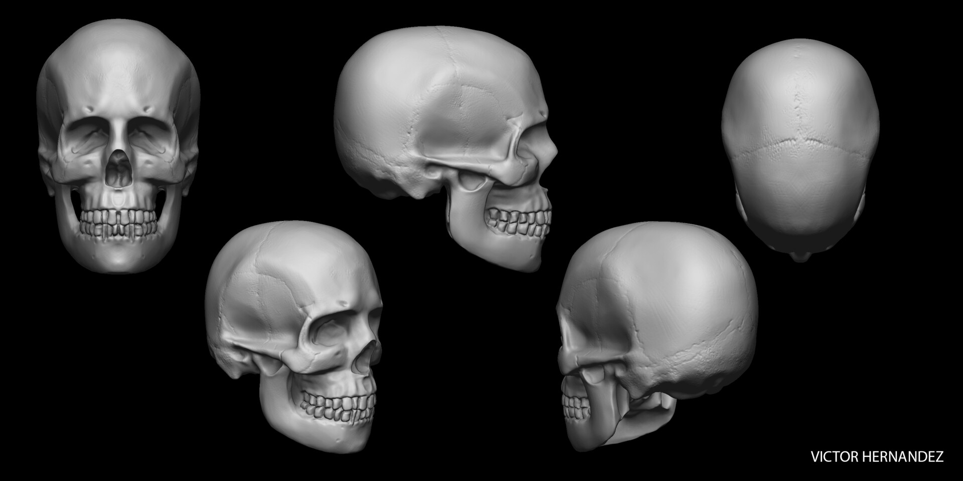 ArtStation - Human Skull Study - Zbrush Sculpt