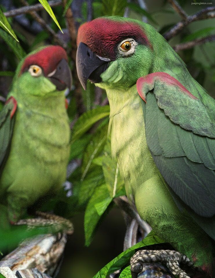ArtStation - Thick-billed Parrots
