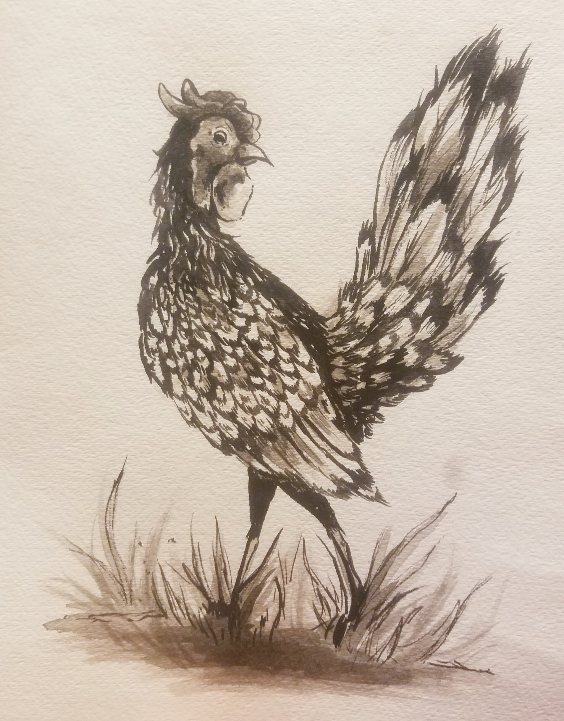 ArtStation - Rooster Drawing