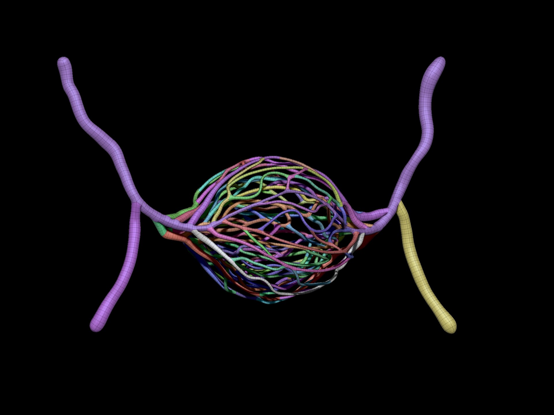 Big5 Studio - Capillary Blood Flow