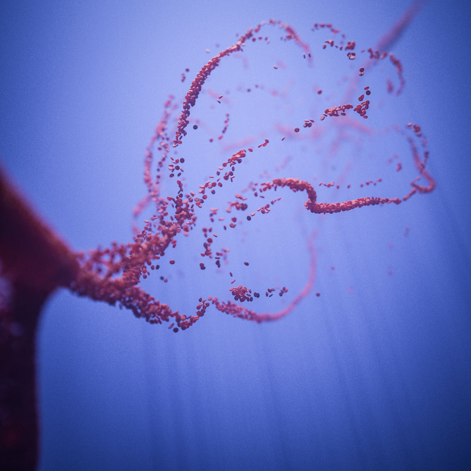 Big5 Studio - Capillary Blood Flow