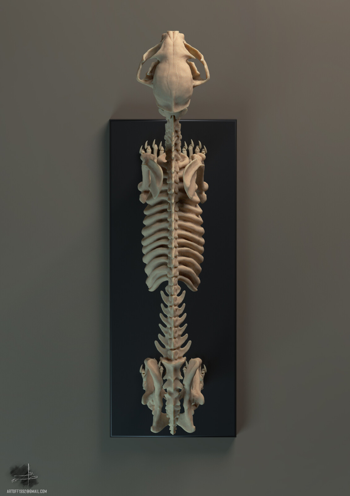 Faheem Mushtaq - Eurasian lynx Skeleton