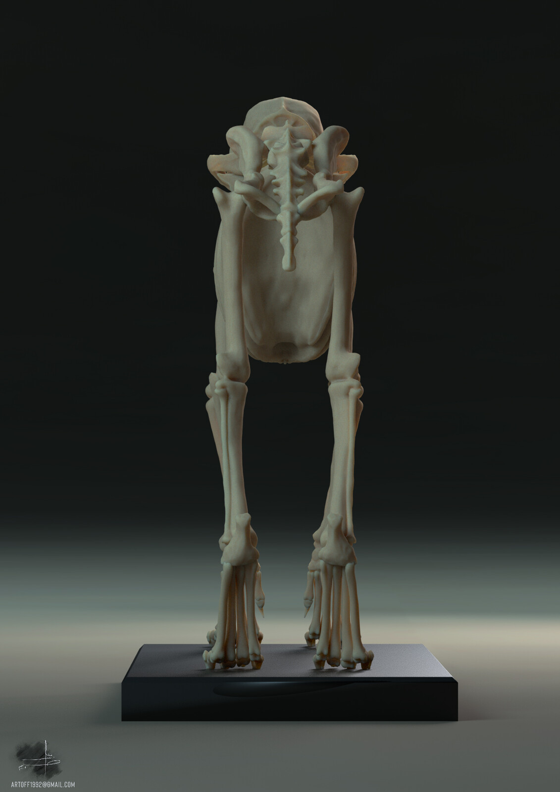 Faheem Mushtaq - Eurasian lynx Skeleton