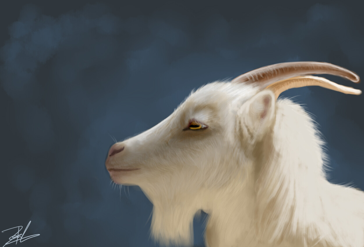 ArtStation - Goat study