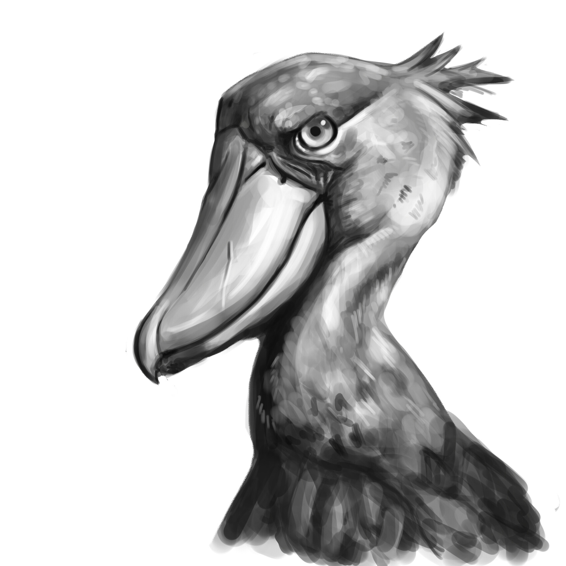 ArtStation - Shoebill