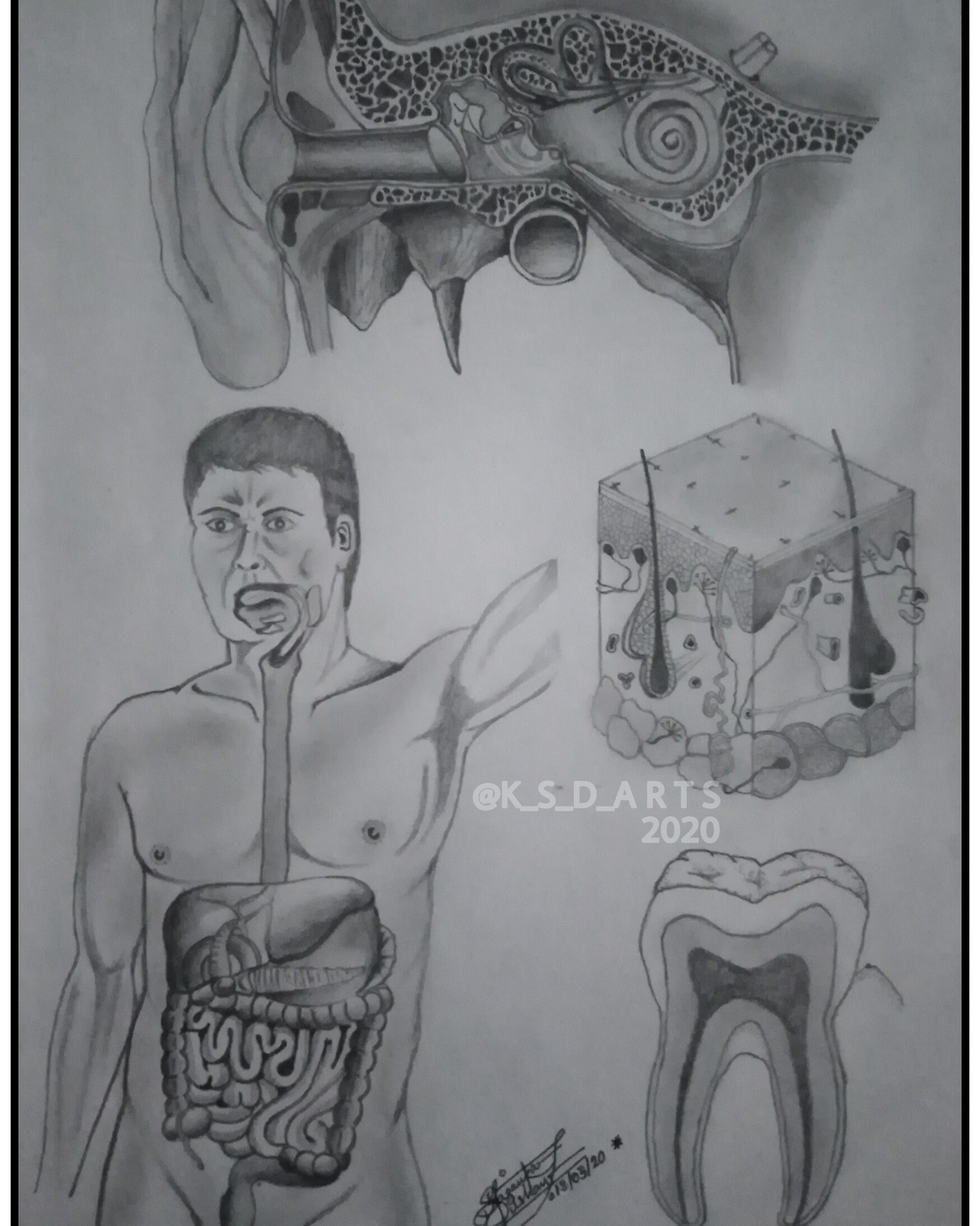 ArtStation - Anatomy art