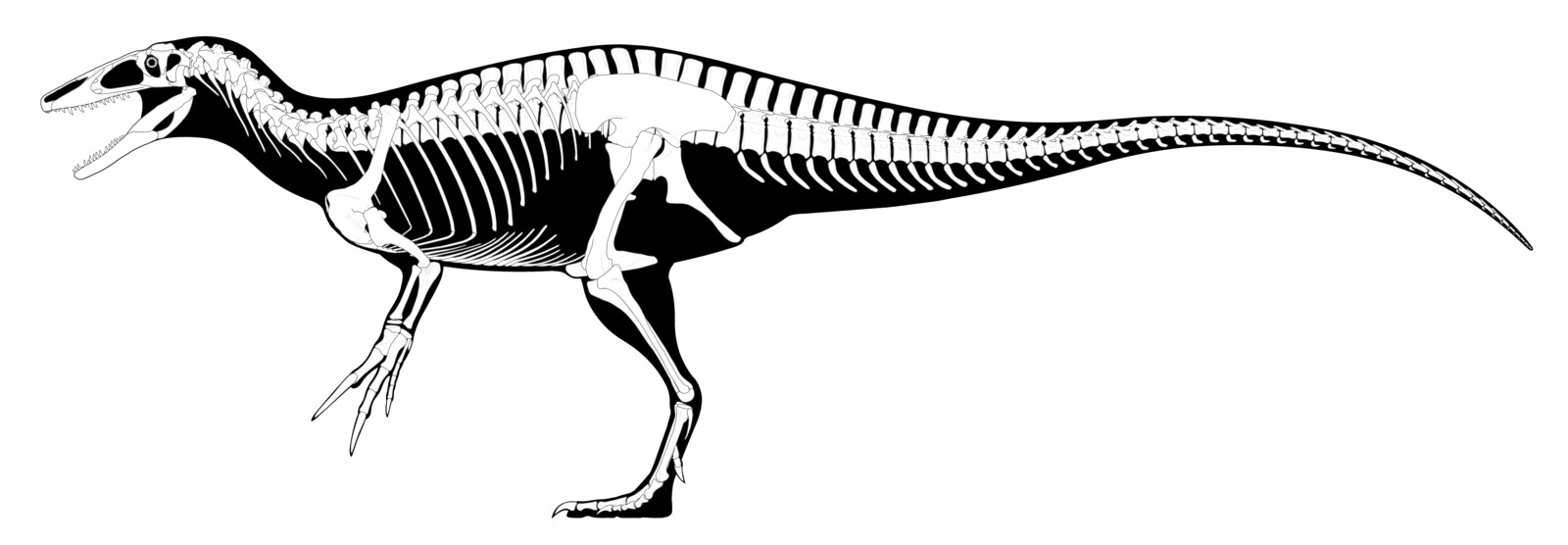 Australovenator Skeleton